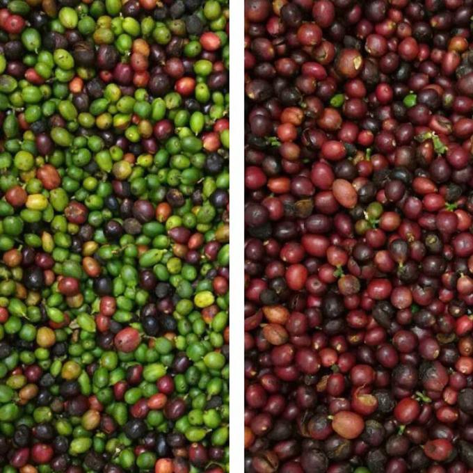 Six Chutes Coffee Bean Color Sorter Intelligent CCD Bean Color Sorter ... Six Chutes Coffee Bean Color Sorter Intelligent CCD Bean Color Sorter ...